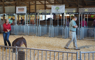 Fine Swine in the New Show Arena | Four County Community Foundation